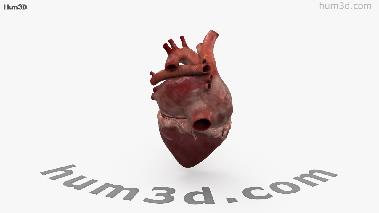360 view of Human Heart 3D model - 3DModels store