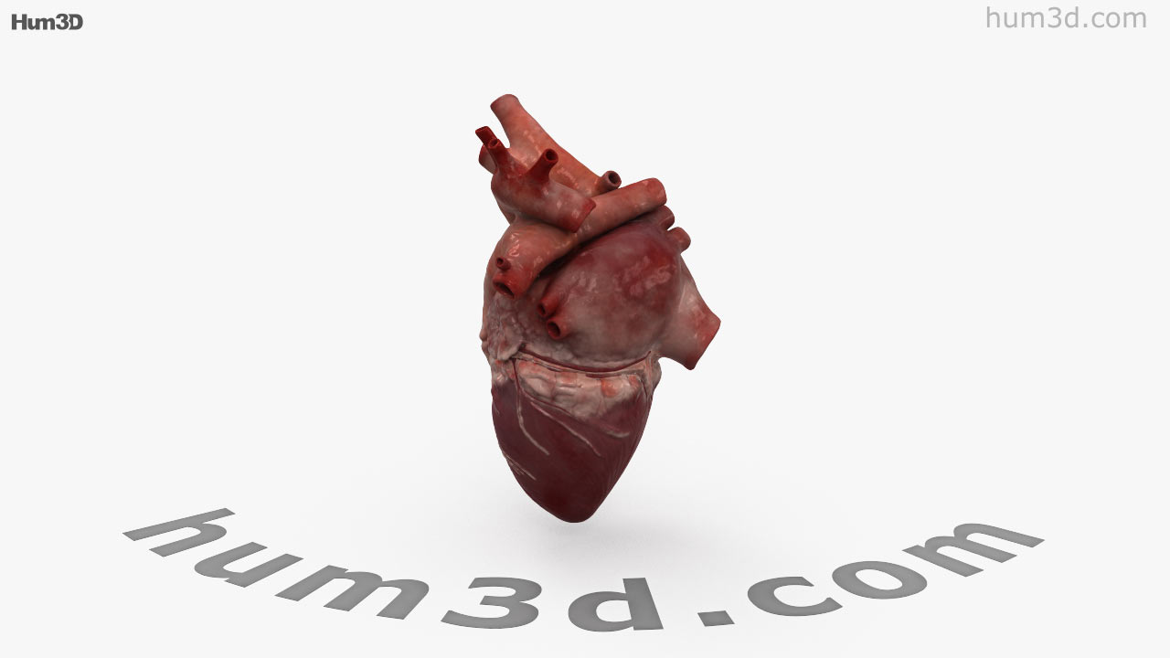 360 view of Human Heart 3D model - 3DModels store