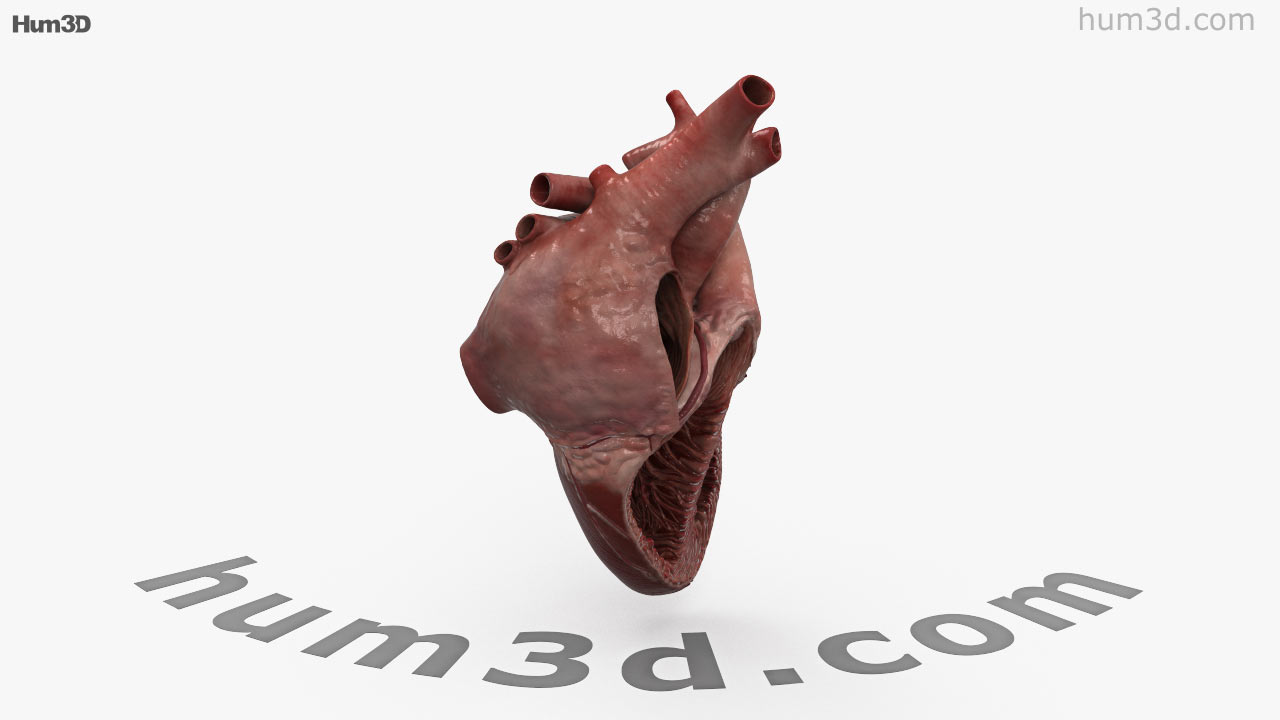 360 view of Human Heart Cross Section 3D model - 3DModels store