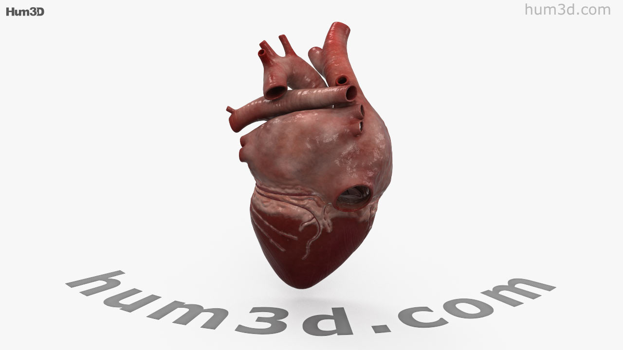 360 view of Human Heart Cross Section 3D model - 3DModels store