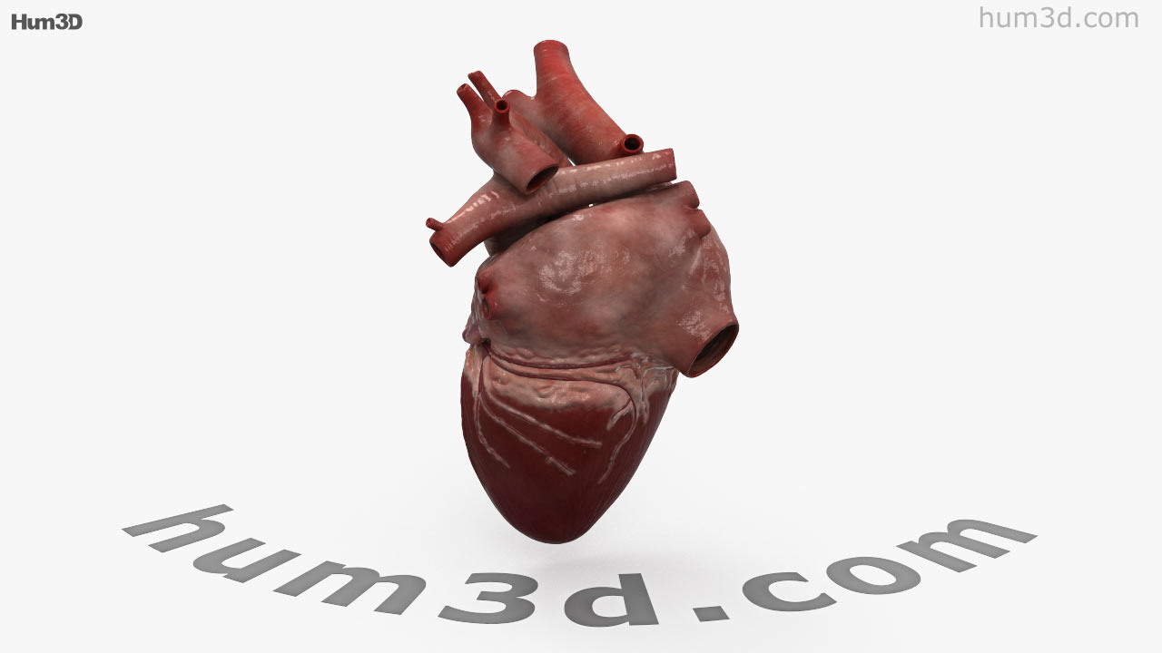 360 view of Human Heart Cross Section 3D model - 3DModels store