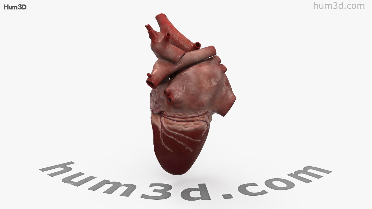 360 view of Human Heart Cross Section 3D model - 3DModels store