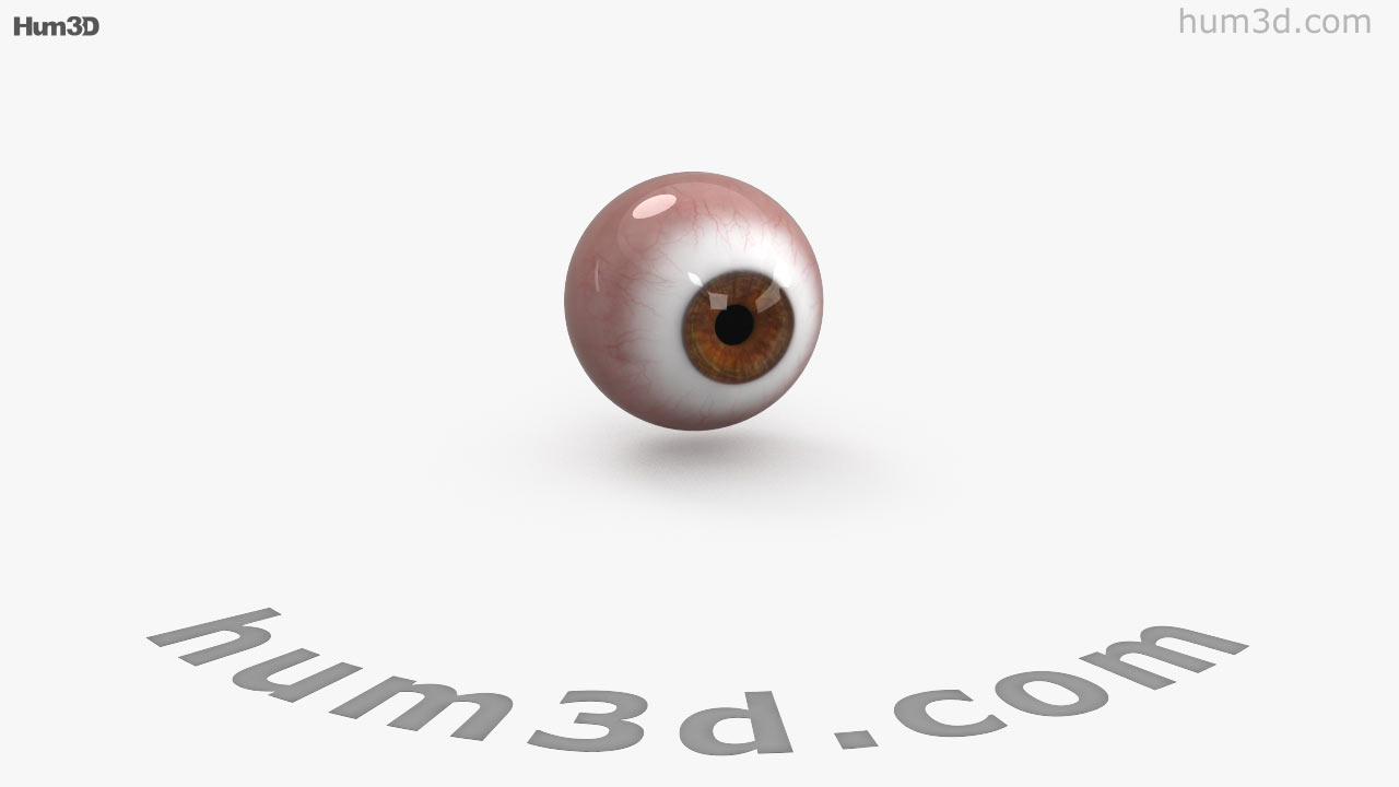 360 view of Human Eye 3D model - 3DModels store