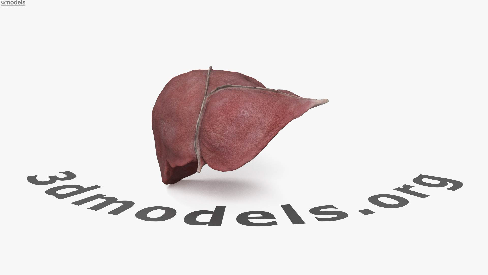 360 view of Human Liver 3D model - 3DModels store