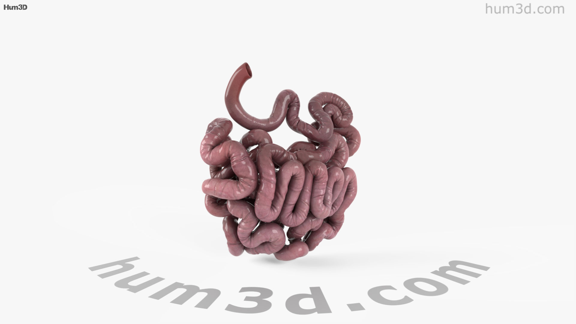 360 view of Human Small Intestine 3D model - 3DModels store