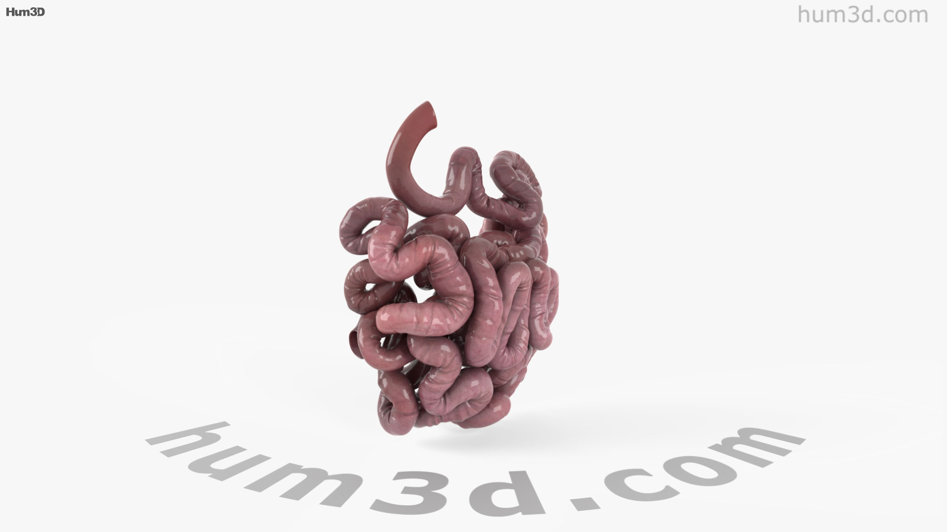 360 view of Human Small Intestine 3D model - 3DModels store
