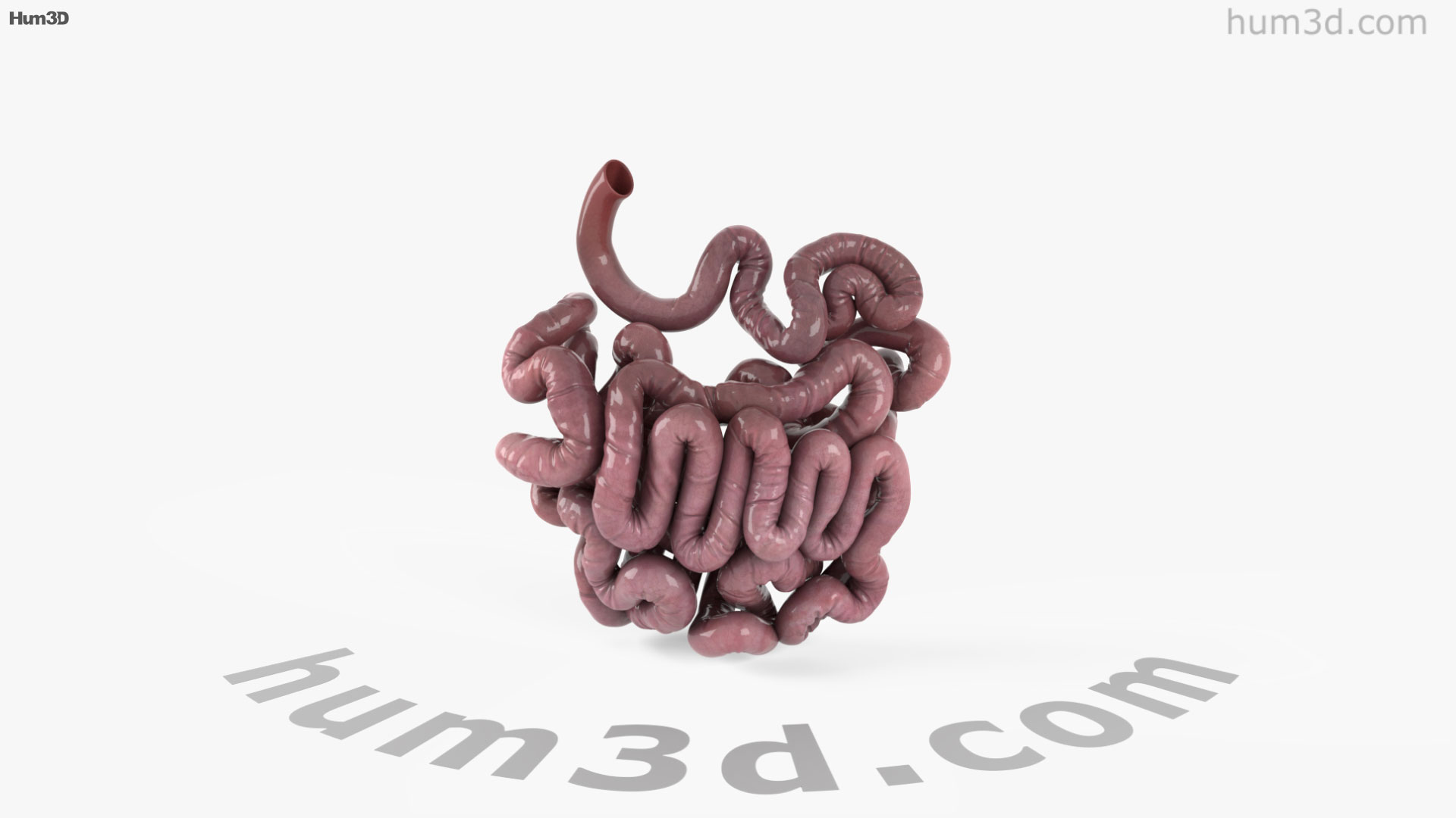 360 view of Human Small Intestine 3D model - 3DModels store