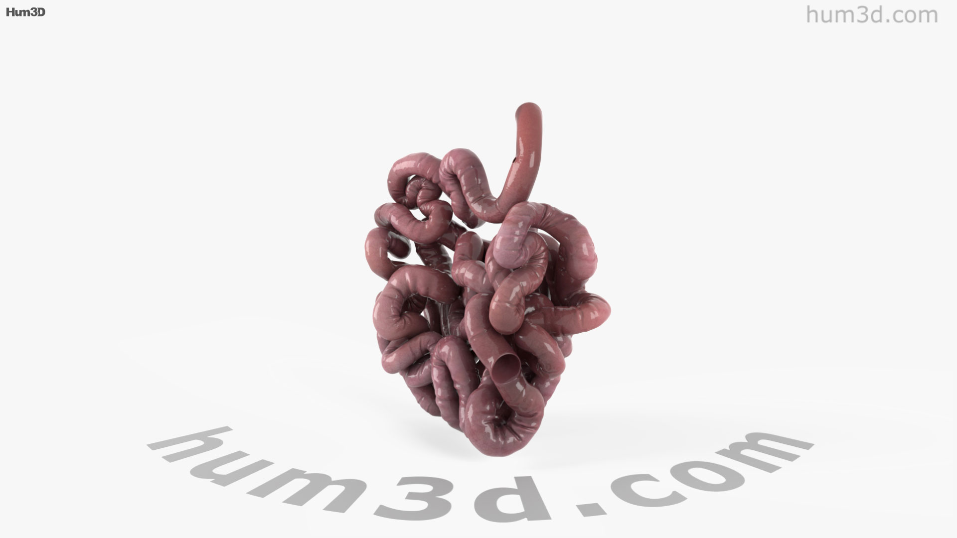 360 view of Human Small Intestine 3D model - 3DModels store