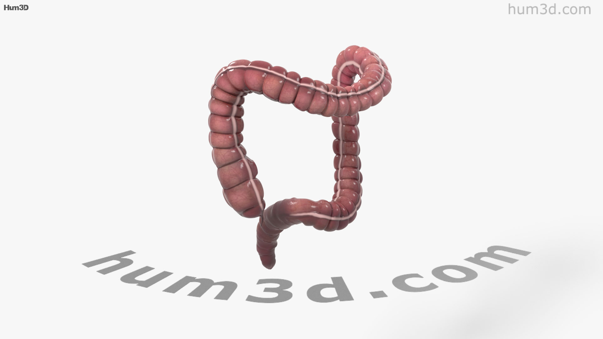 360 view of Human Large Intestine 3D model - 3DModels store