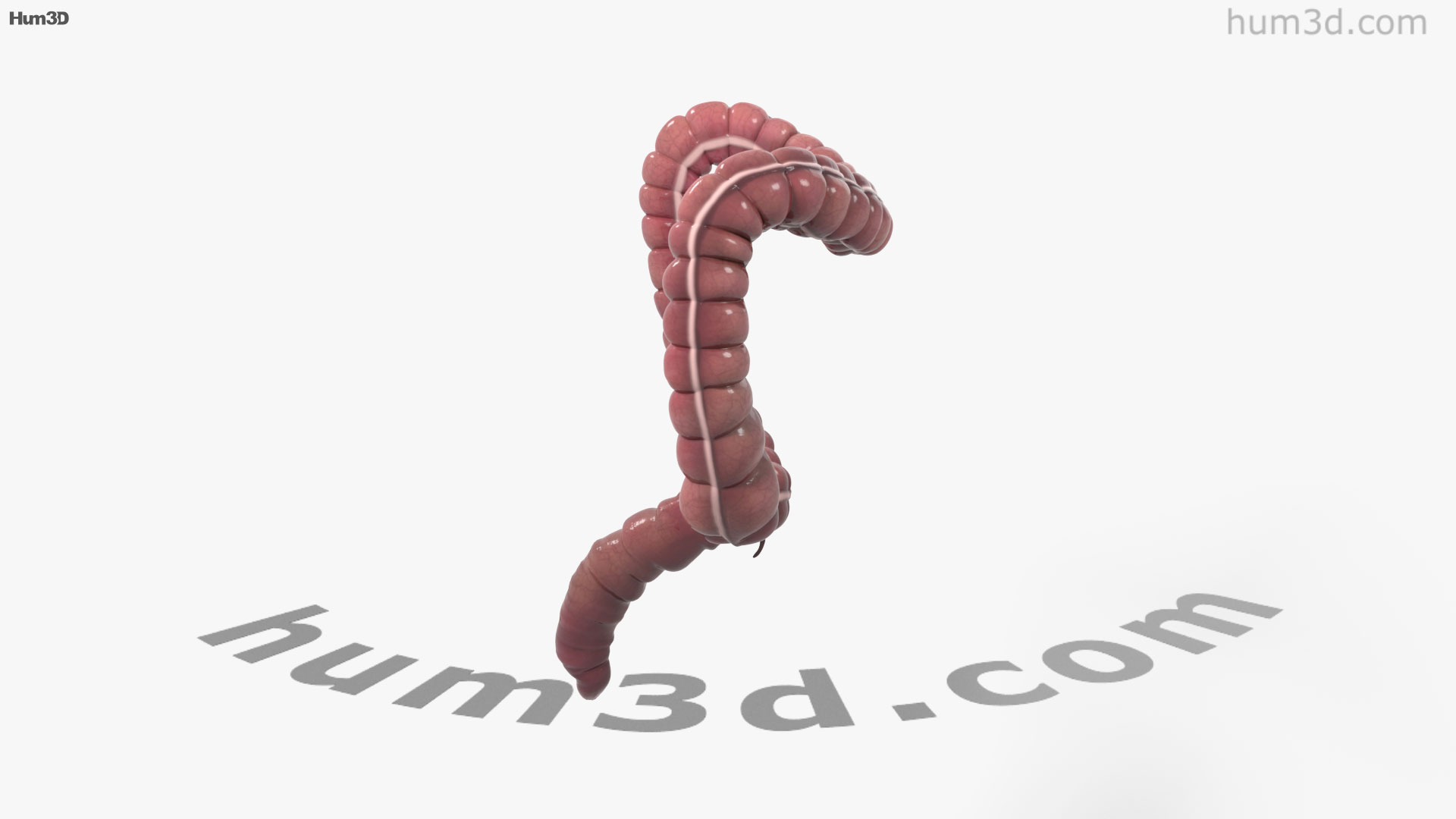 360 view of Human Large Intestine 3D model - 3DModels store