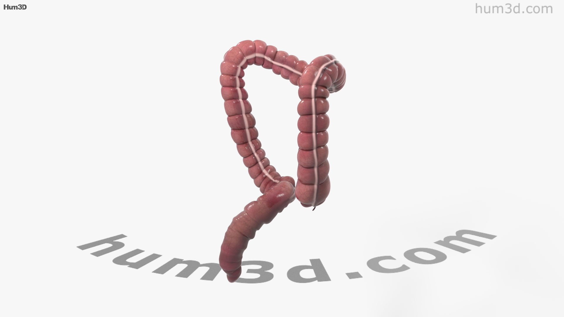 360 view of Human Large Intestine 3D model - 3DModels store