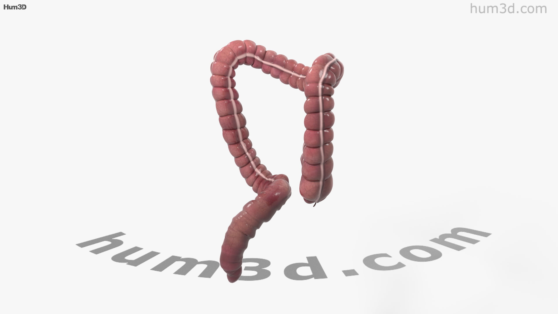 360 view of Human Large Intestine 3D model - 3DModels store