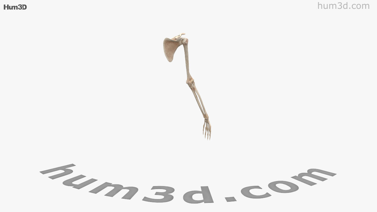 360 view of Human Arm Bones 3D model - 3DModels store