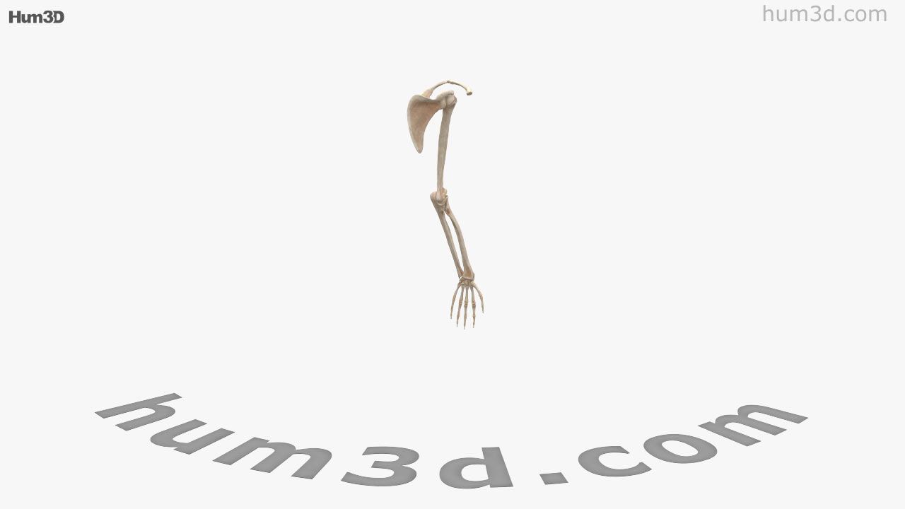 360 view of Human Arm Bones 3D model - 3DModels store
