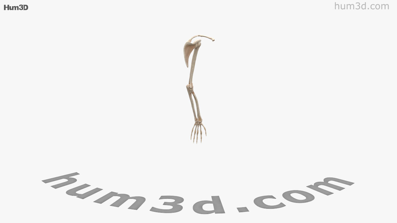 360 view of Human Arm Bones 3D model - 3DModels store