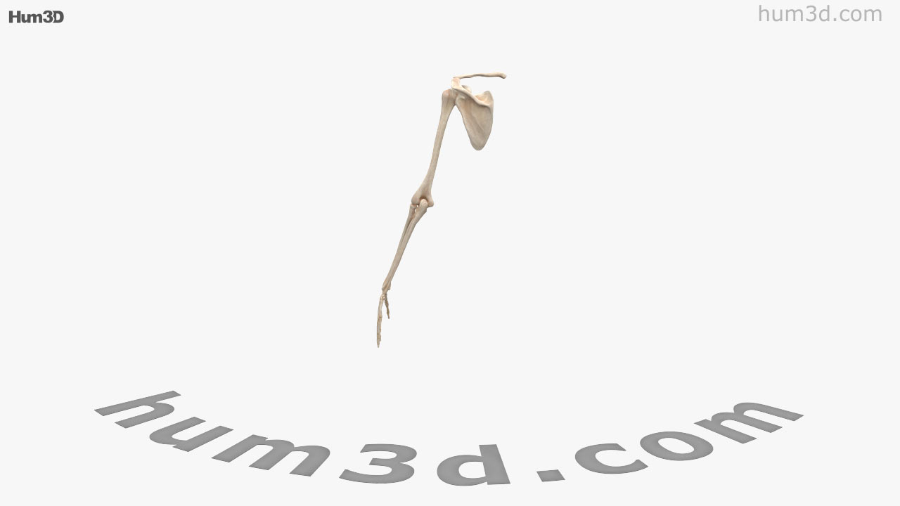 360 view of Human Arm Bones 3D model - 3DModels store