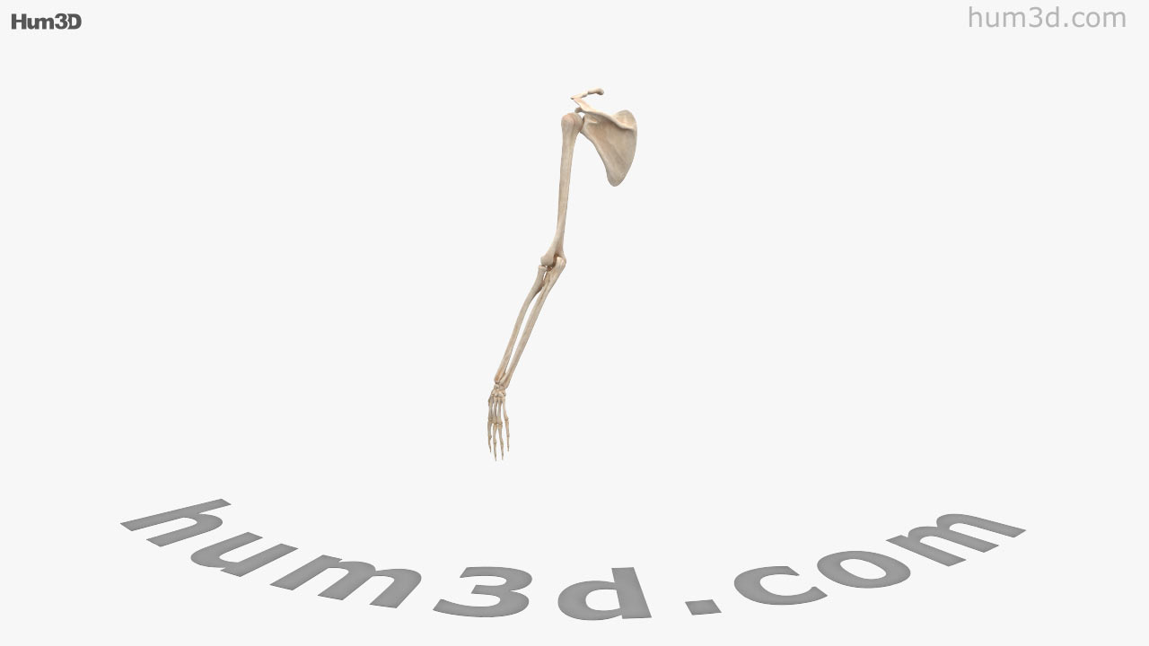 360 view of Human Arm Bones 3D model - 3DModels store