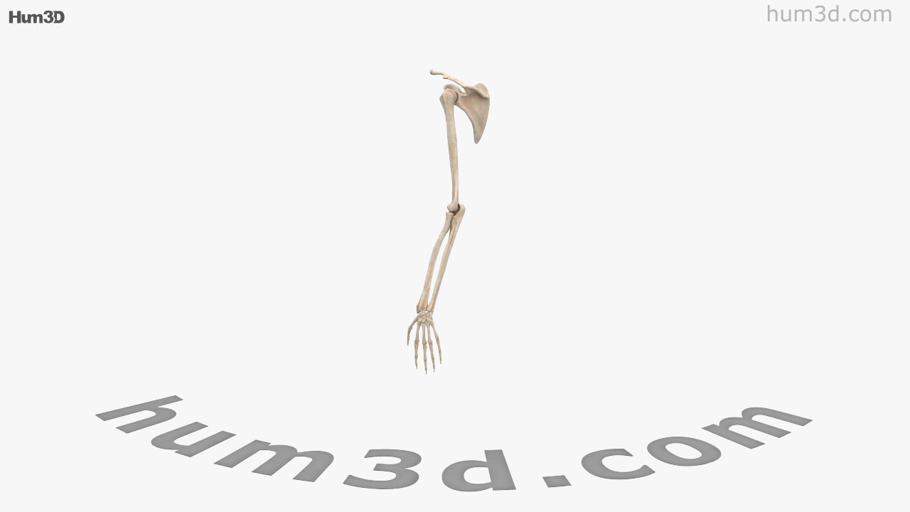 360 view of Human Arm Bones 3D model - 3DModels store