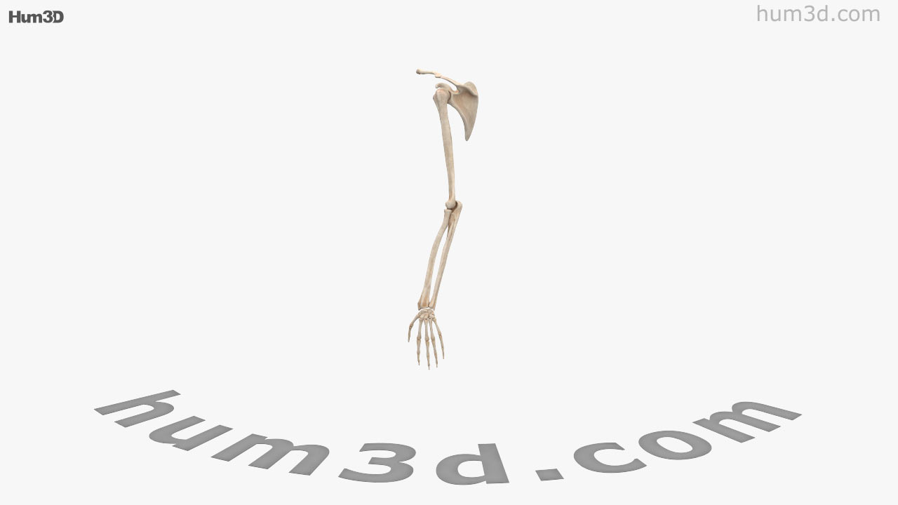 360 view of Human Arm Bones 3D model - 3DModels store