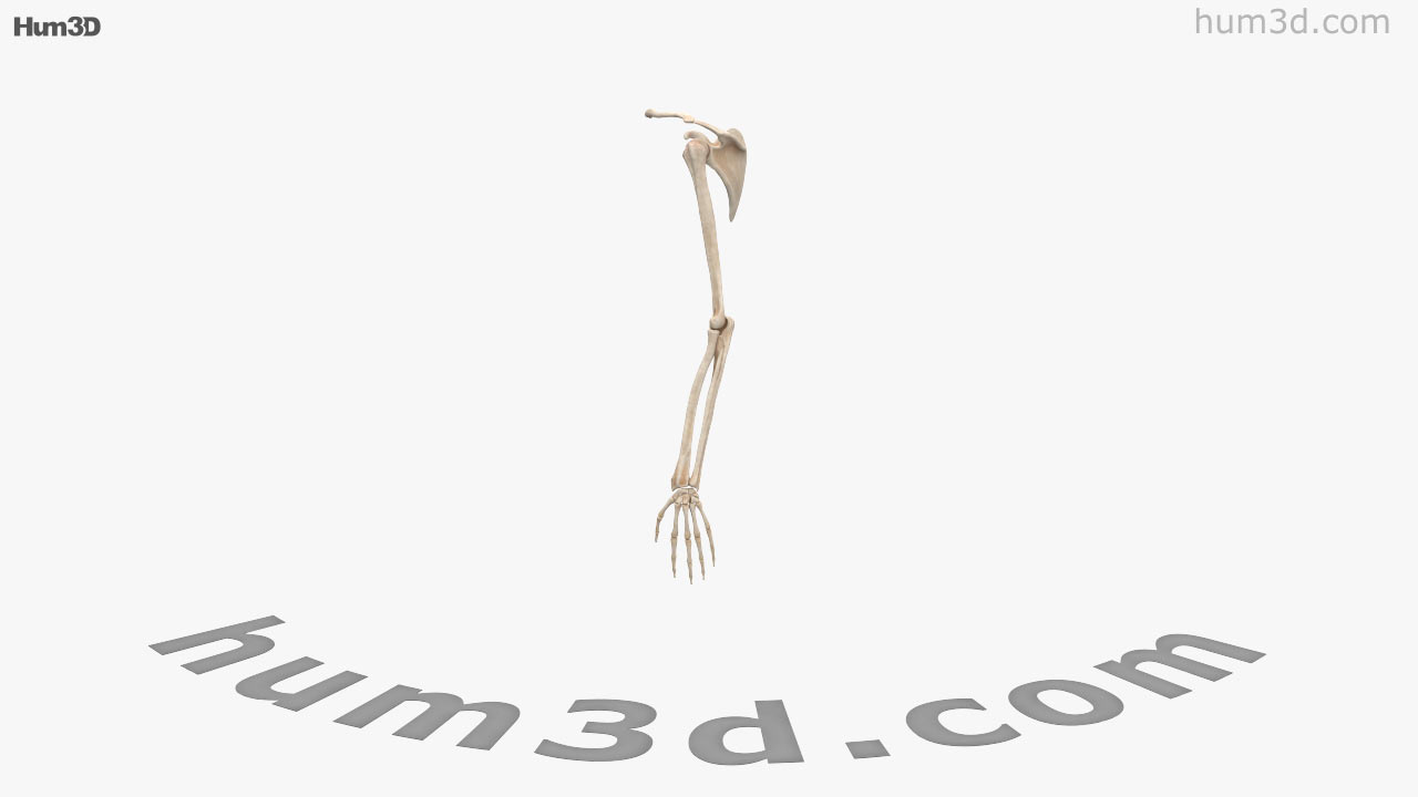 360 view of Human Arm Bones 3D model - 3DModels store