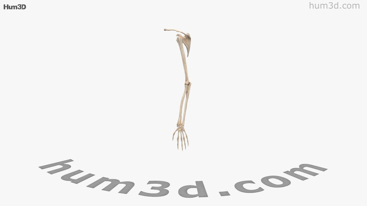 360 view of Human Arm Bones 3D model - 3DModels store