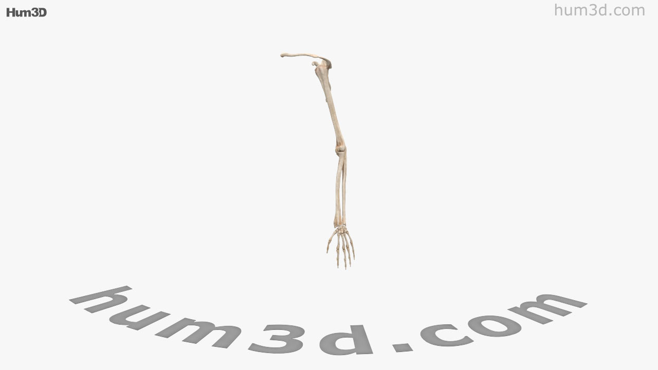 360 view of Human Arm Bones 3D model - 3DModels store