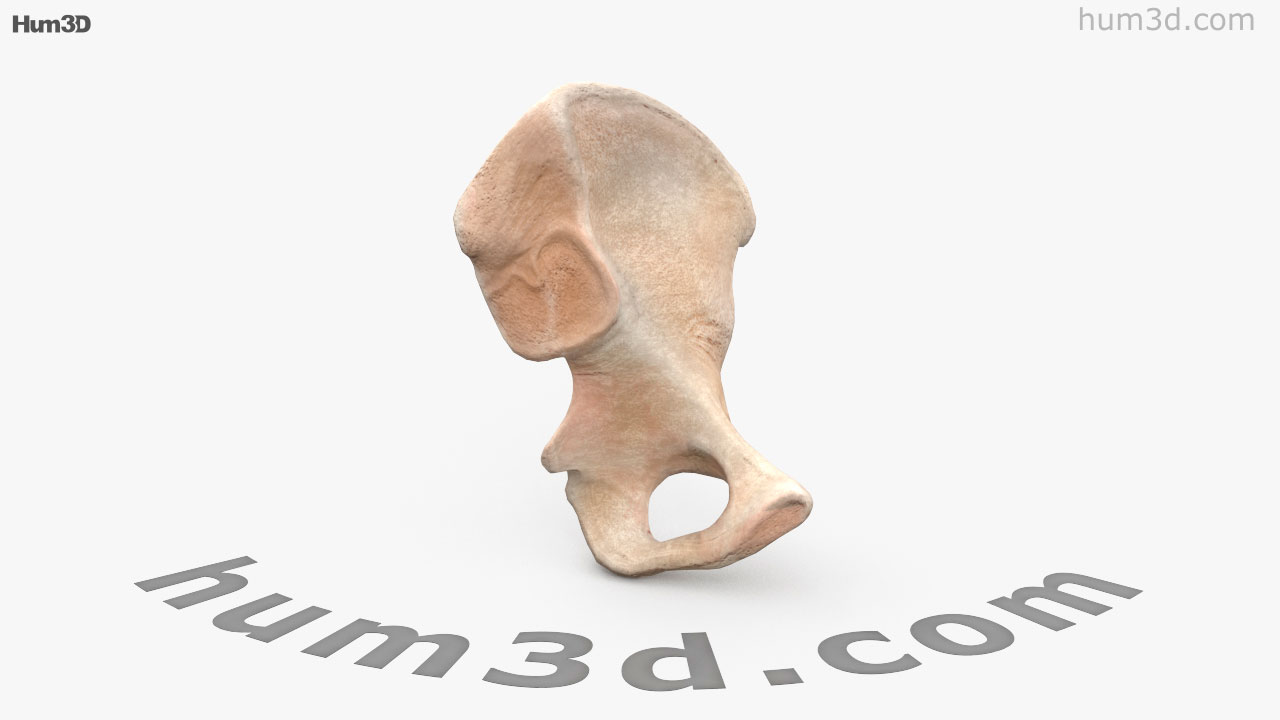 360 view of Hip Bone 3D model - 3DModels store