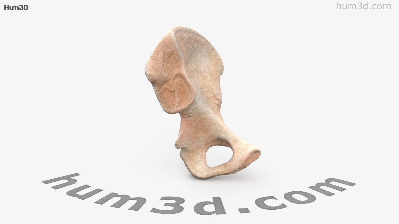 360 view of Hip Bone 3D model - 3DModels store