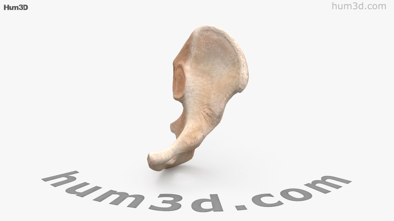 360 view of Hip Bone 3D model - 3DModels store