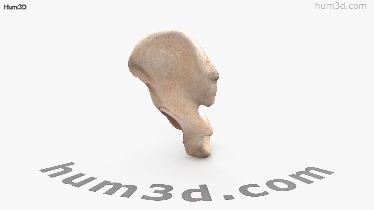 360 view of Hip Bone 3D model - 3DModels store