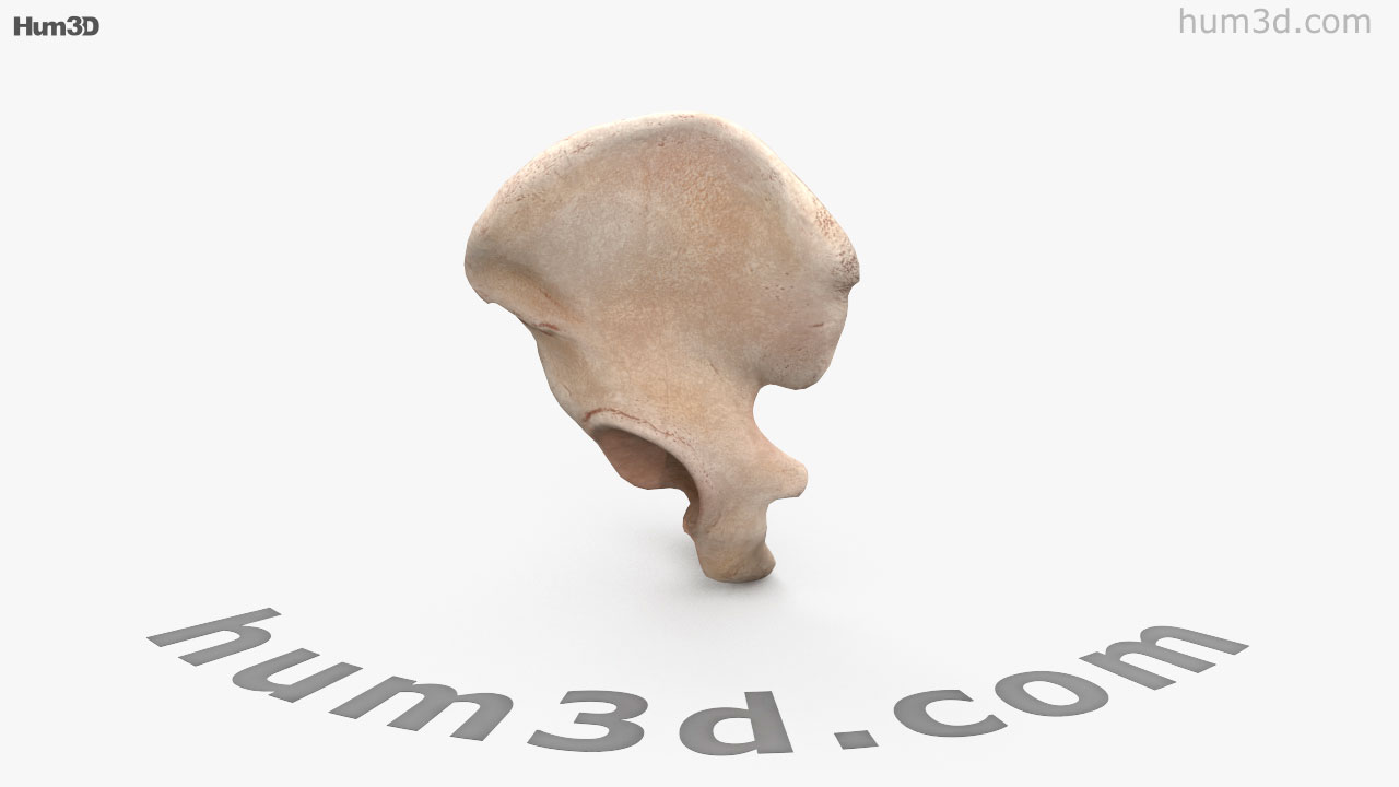 360 view of Hip Bone 3D model - 3DModels store