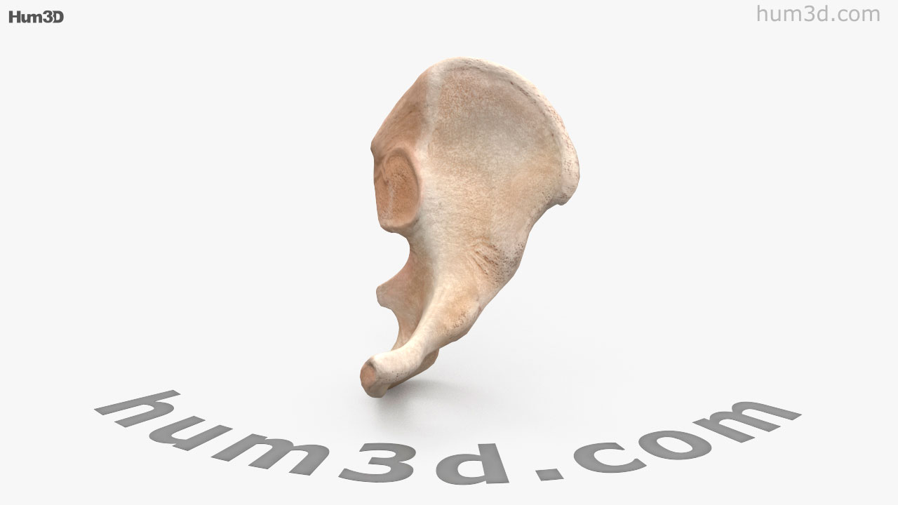 360 view of Hip Bone 3D model - 3DModels store