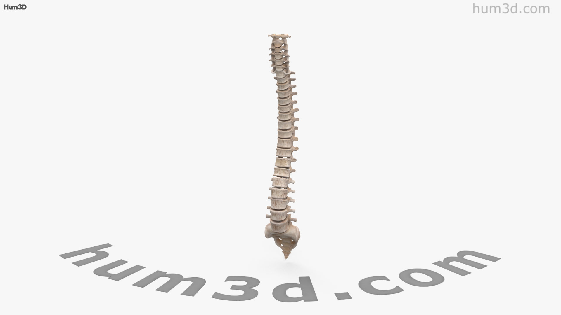 360 view of Human Spine 3D model - 3DModels store