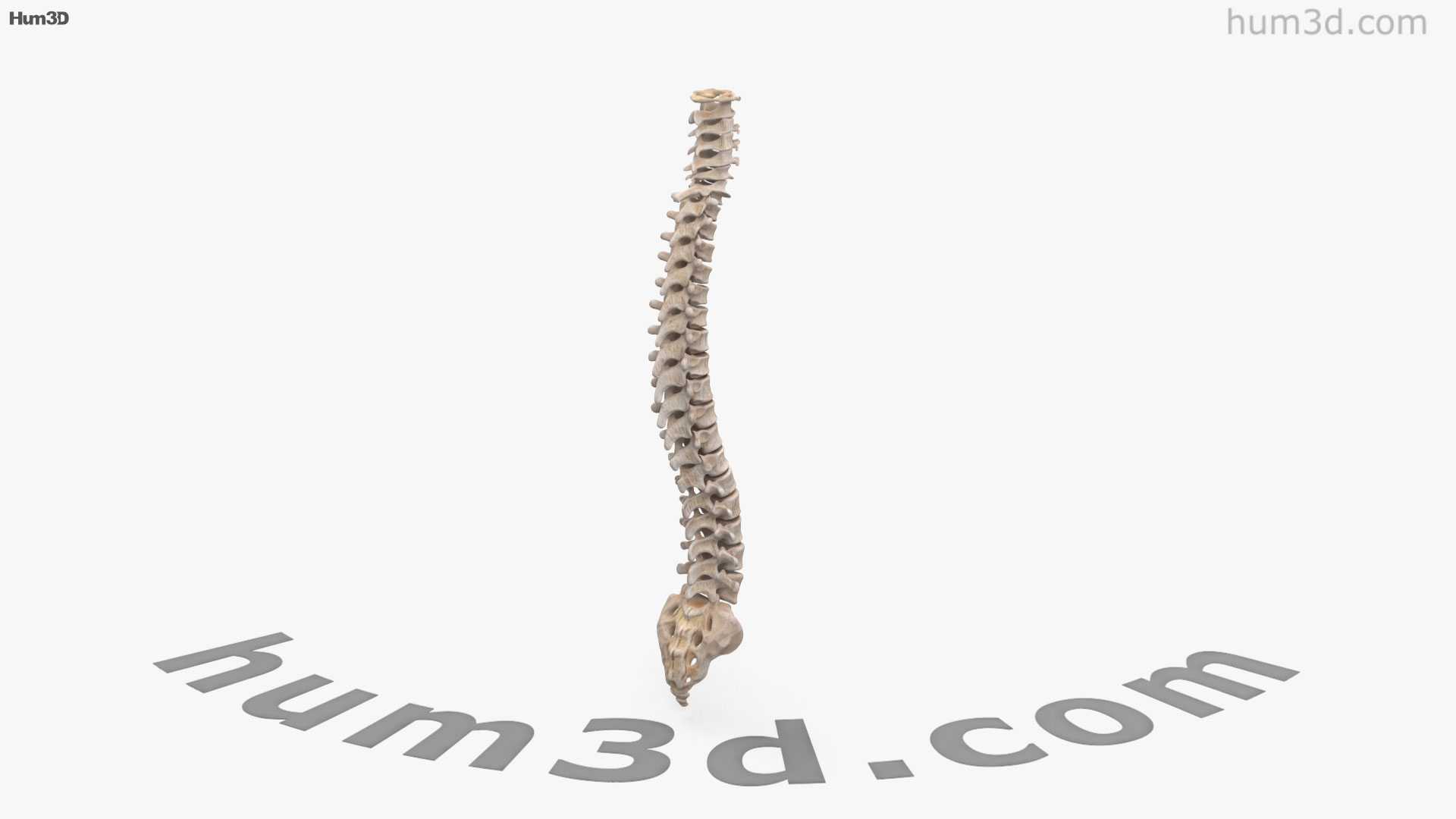 360 view of Human Spine 3D model - 3DModels store