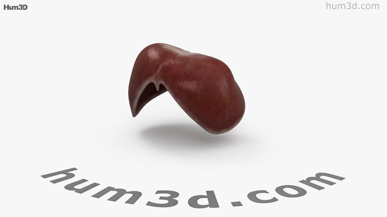 360 view of Diaphragm 3D model - 3DModels store