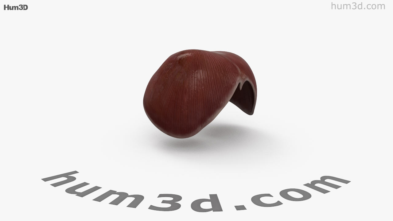 360 view of Diaphragm 3D model - 3DModels store