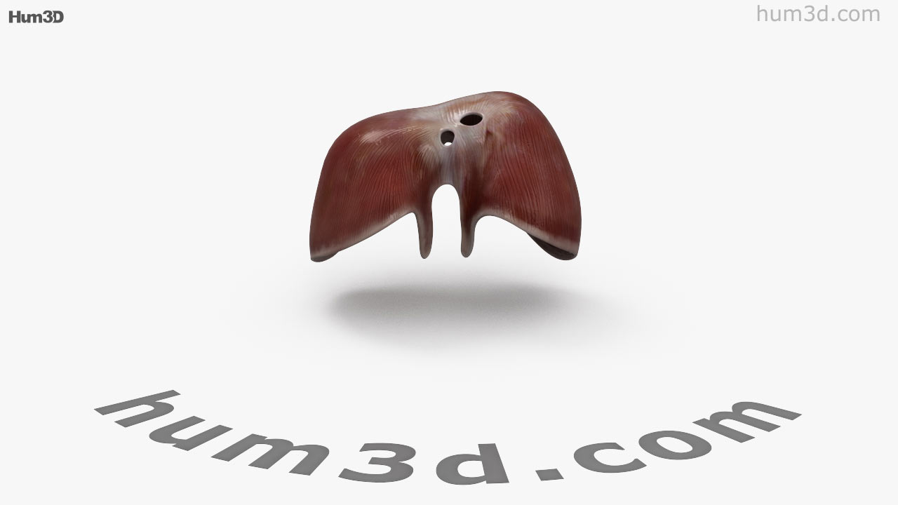 360 view of Diaphragm 3D model - 3DModels store