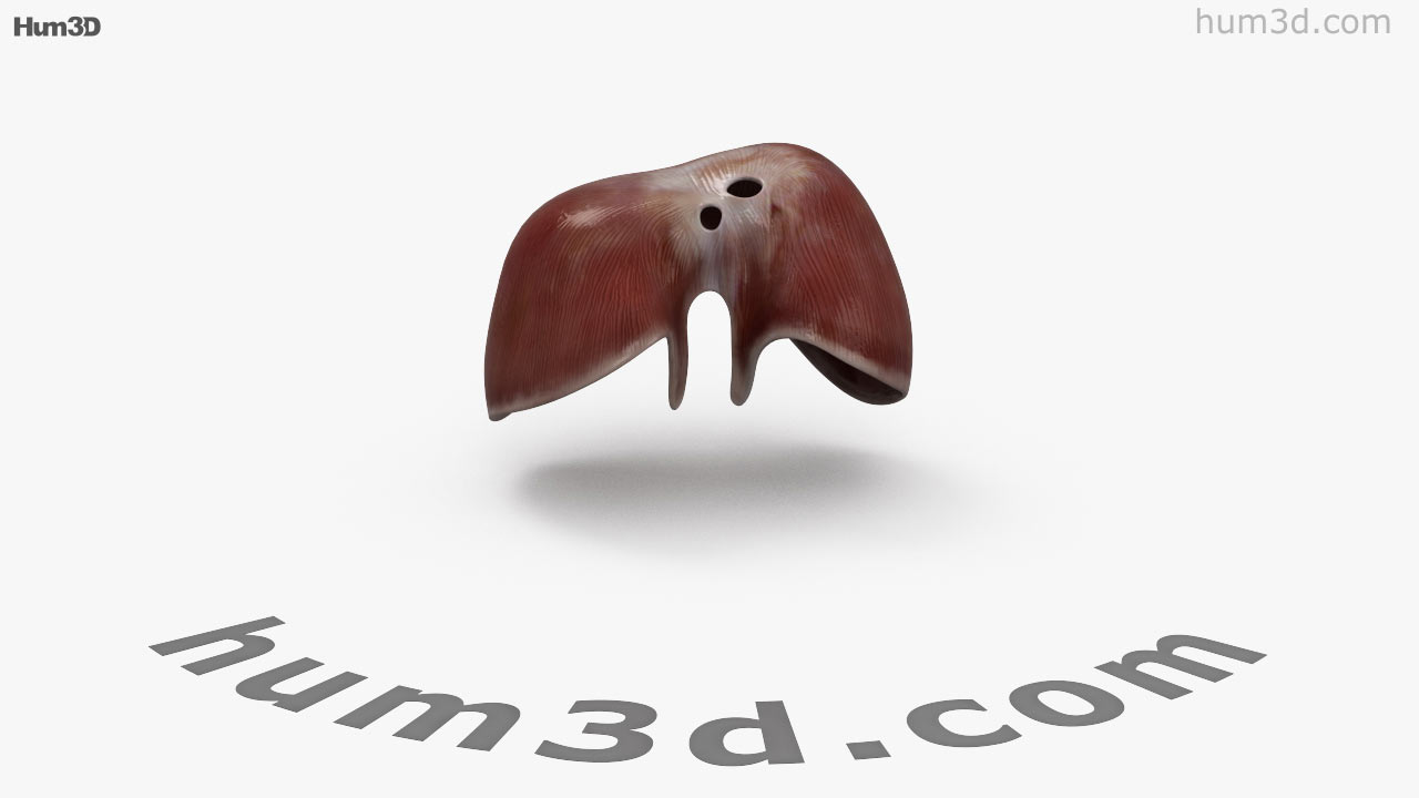 360 view of Diaphragm 3D model - 3DModels store