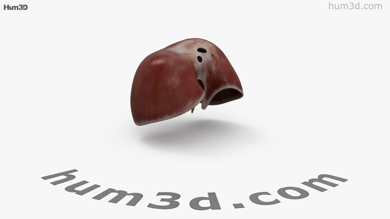 360 view of Diaphragm 3D model - 3DModels store