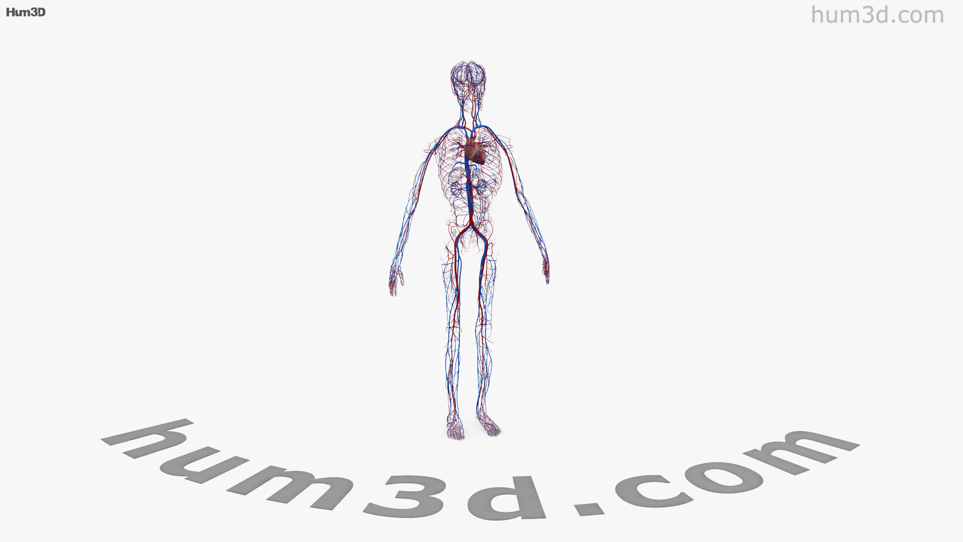 360 view of Human Circulatory System 3D model - 3DModels store