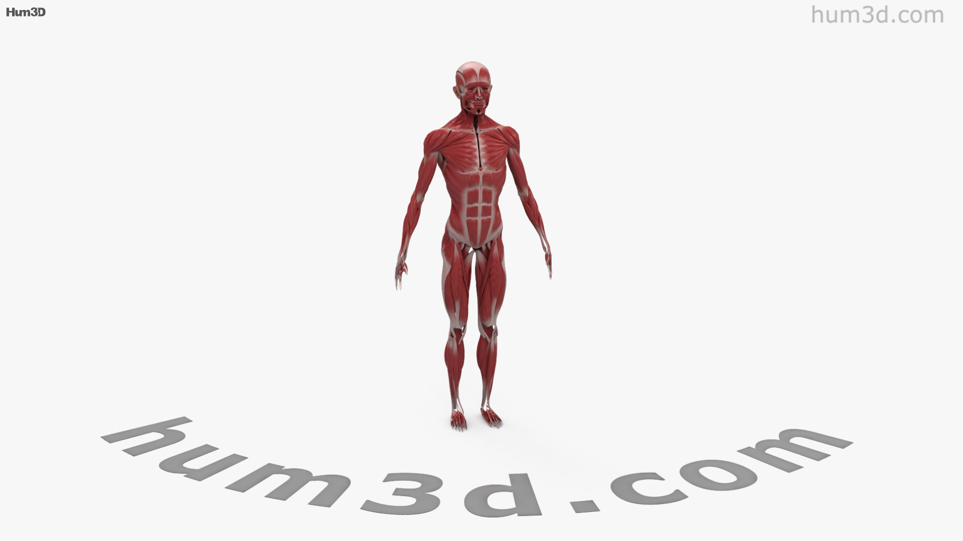 360 view of Human Muscular System 3D model - 3DModels store