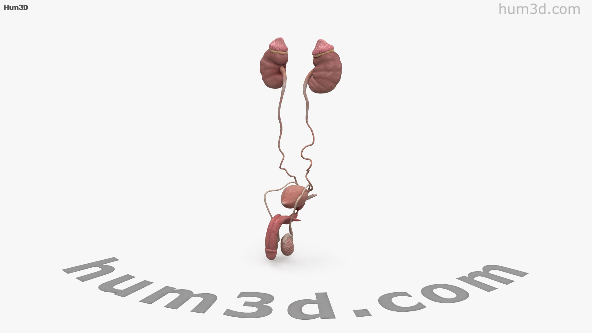 360 view of Male Urinary and Reproductive System 3D model - 3DModels store