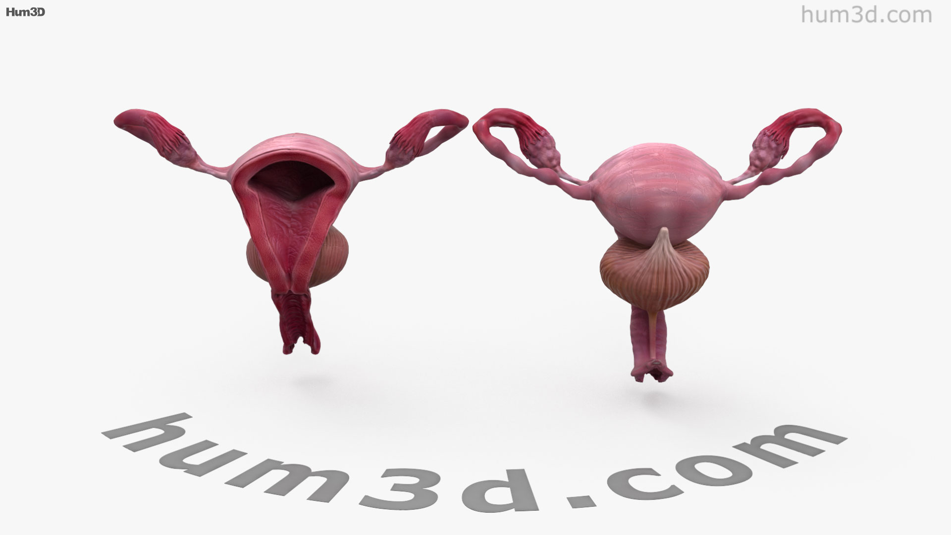 360 view of Female Reproductive System 3D model - 3DModels store
