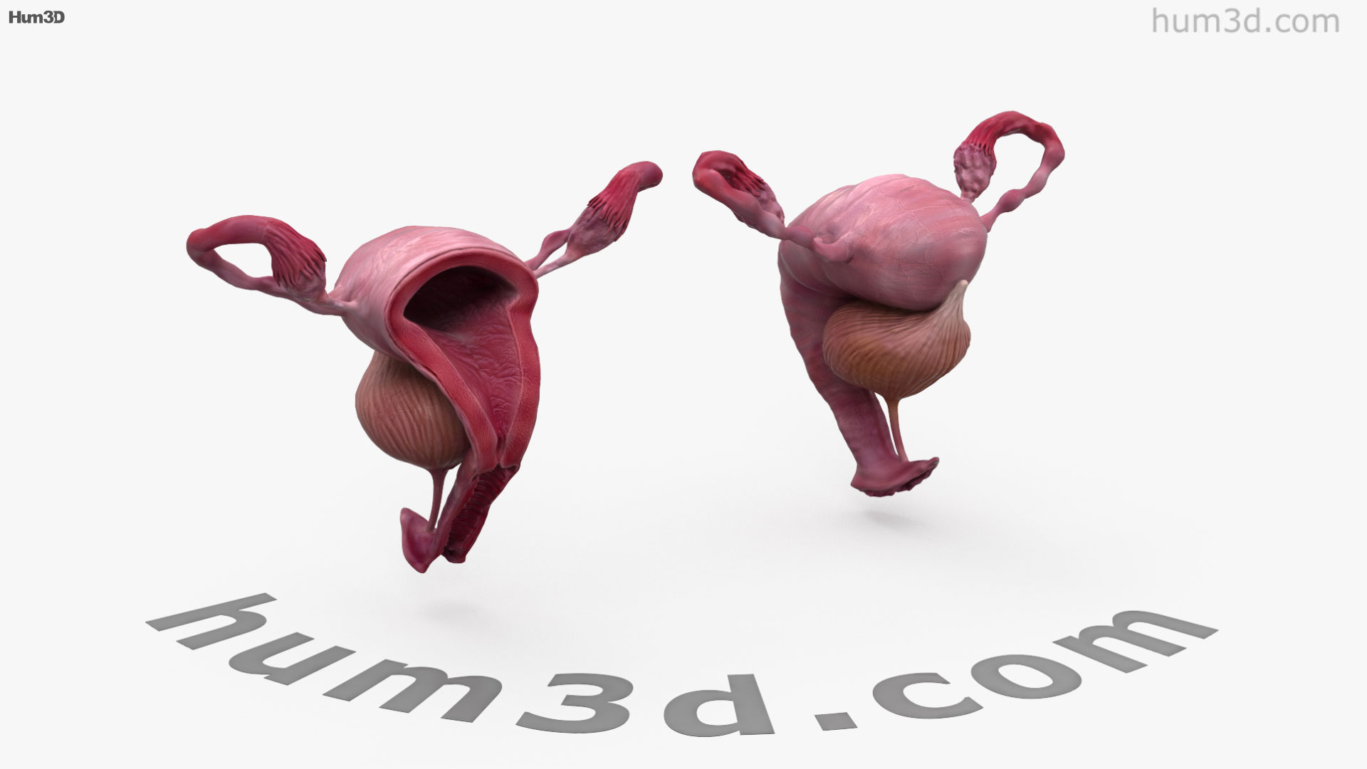 360 view of Female Reproductive System 3D model - 3DModels store