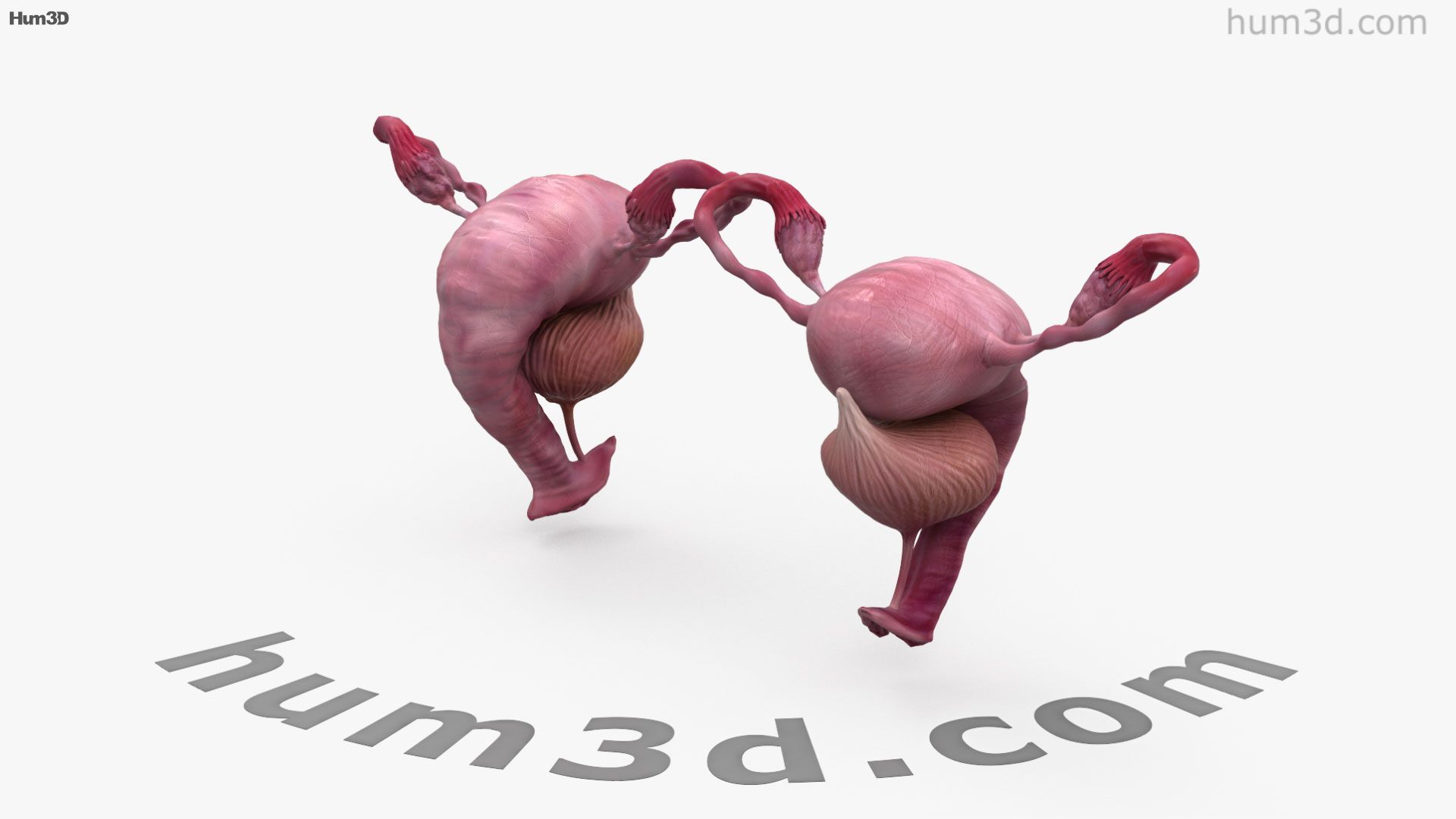 360 view of Female Reproductive System 3D model - 3DModels store