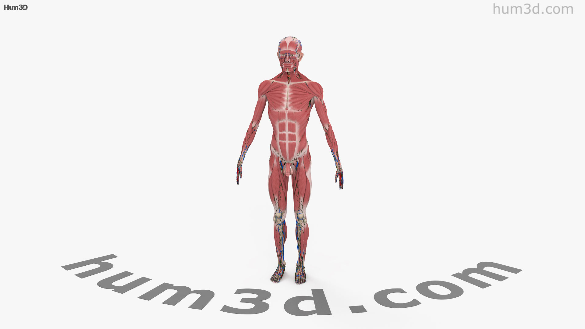 360 view of Complete Male Anatomy 3D model - 3DModels store