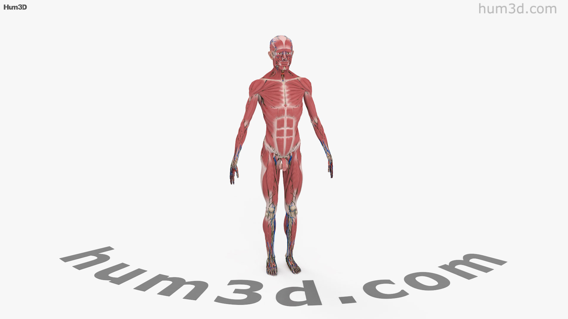 360 view of Complete Male Anatomy 3D model - 3DModels store