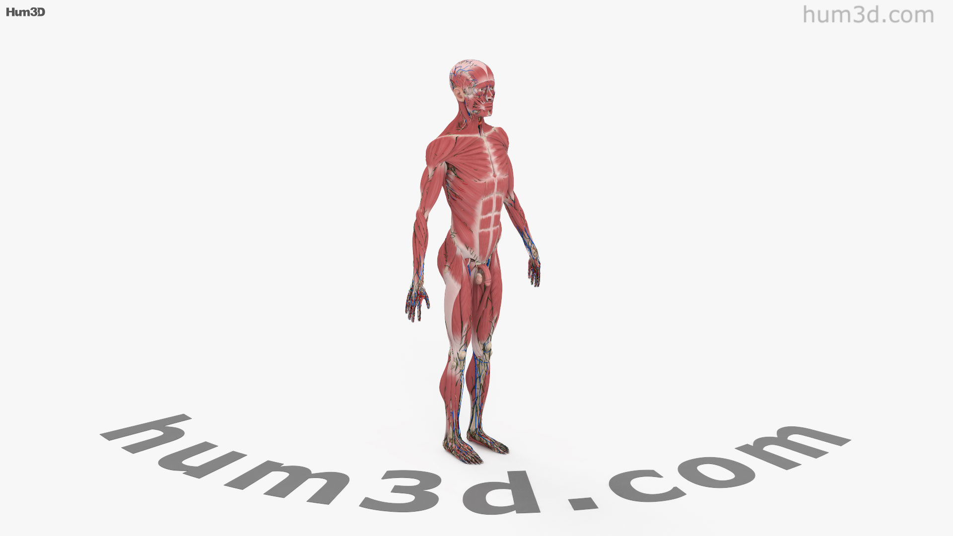 360 view of Complete Male Anatomy 3D model - 3DModels store