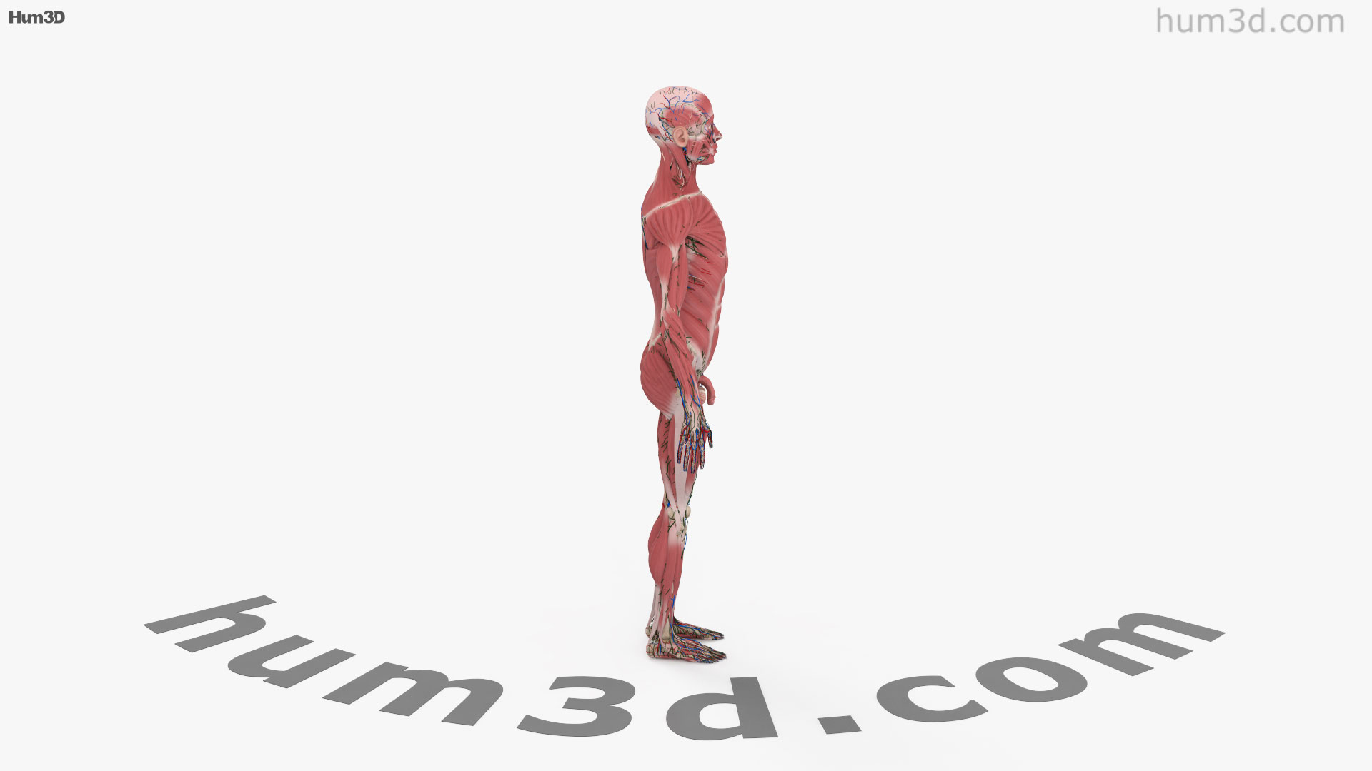 360 view of Complete Male Anatomy 3D model - 3DModels store
