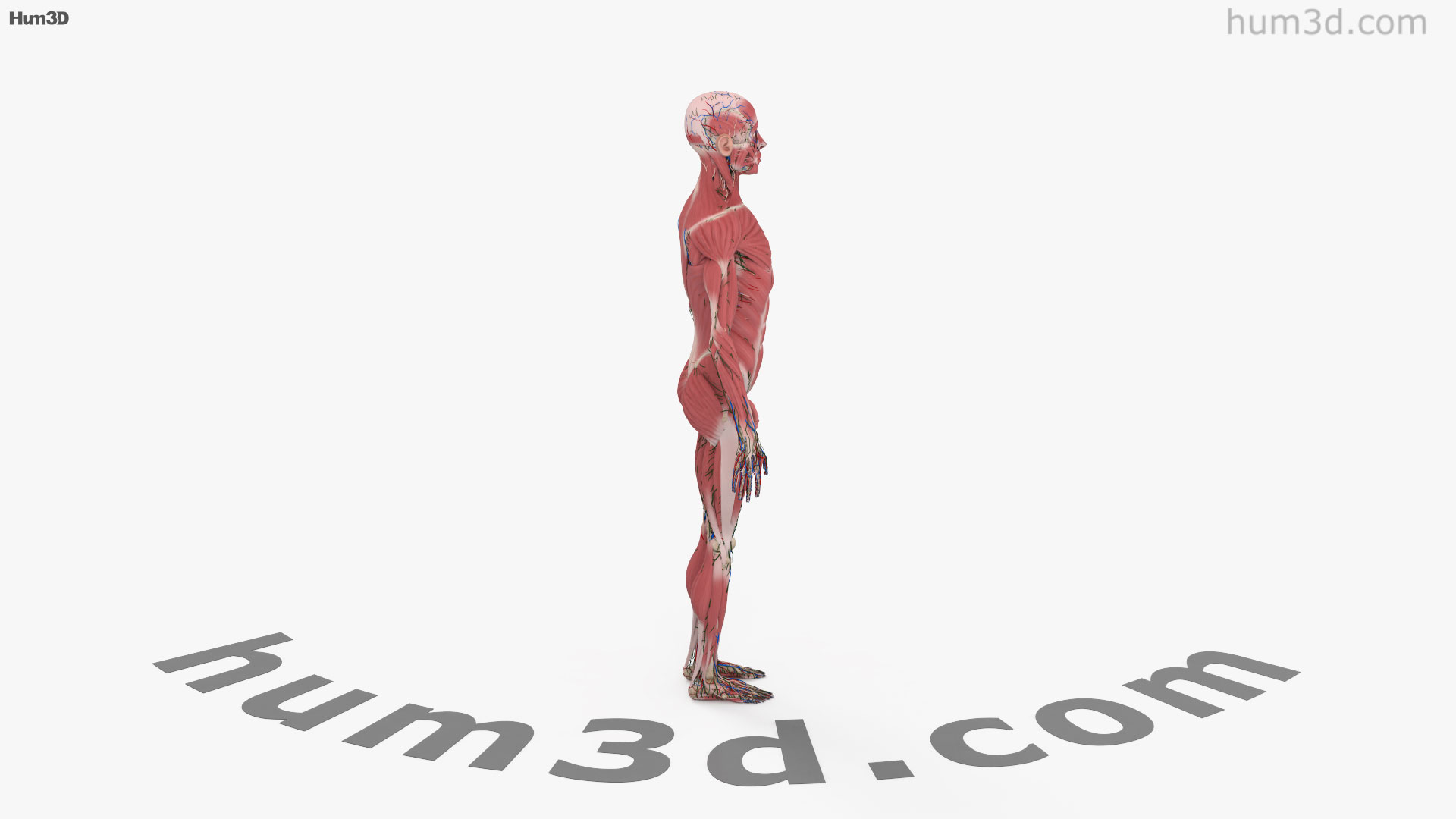 360 view of Complete Male Anatomy 3D model - 3DModels store